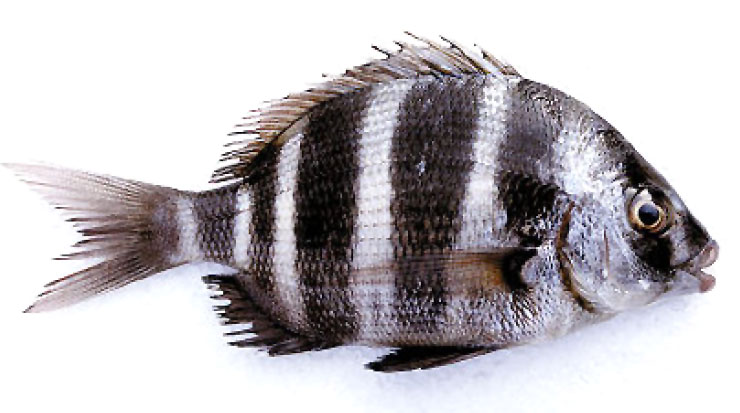 Sarago - Pesce - Varietà - Come cucinare e scegliere | Alimentipedia ...