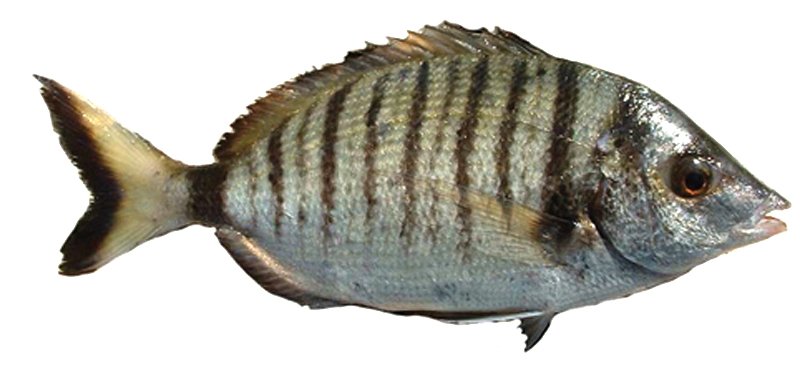 Sarago - Pesce - Varietà - Come cucinare e scegliere | Alimentipedia ...