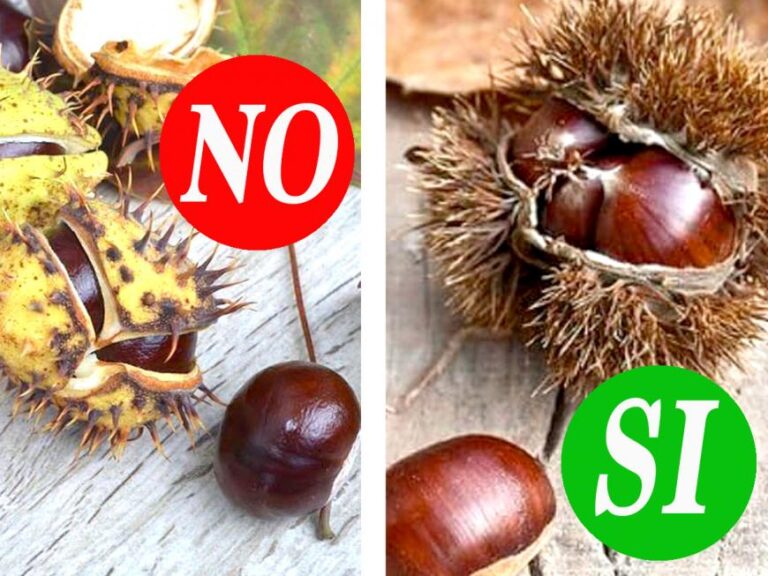 Castagne buone e castagne matte: come riconoscerle per evitare ...