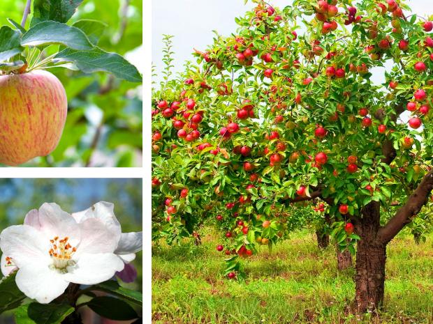 Mela - Alimentipedia