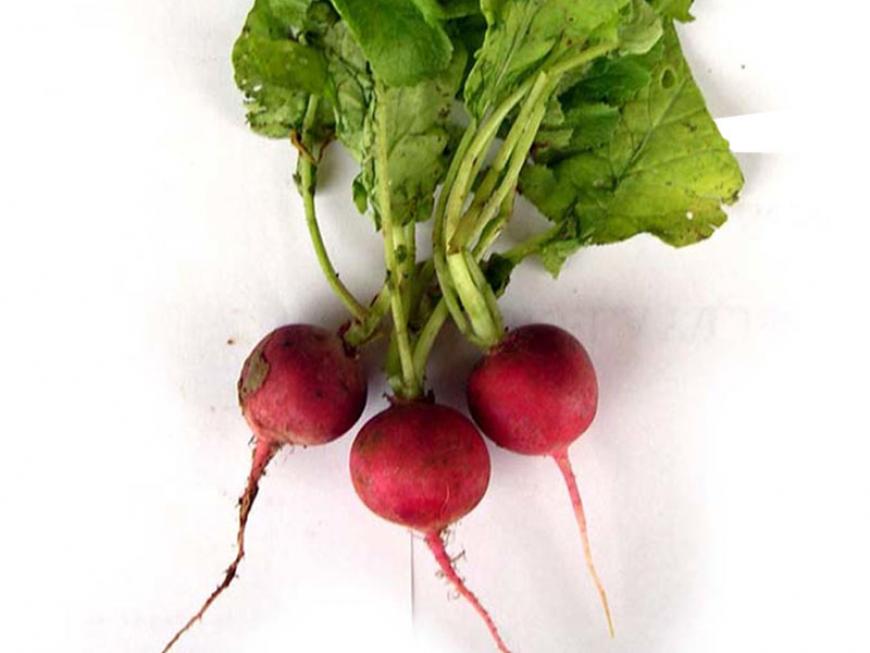 Ravanello - Alimentipedia
